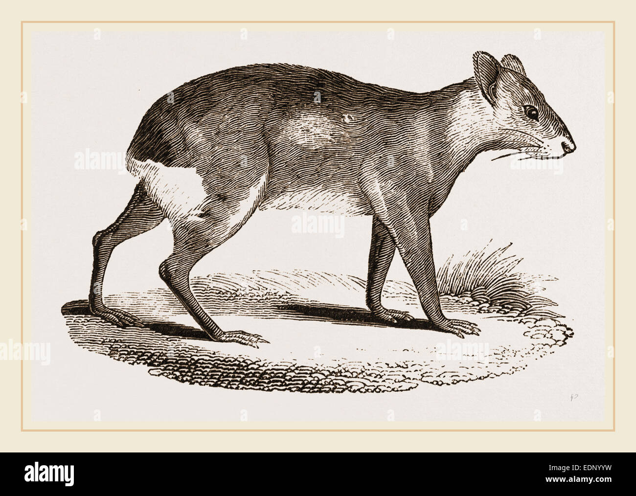 Patagonian cavy hi-res stock photography and images - Alamy