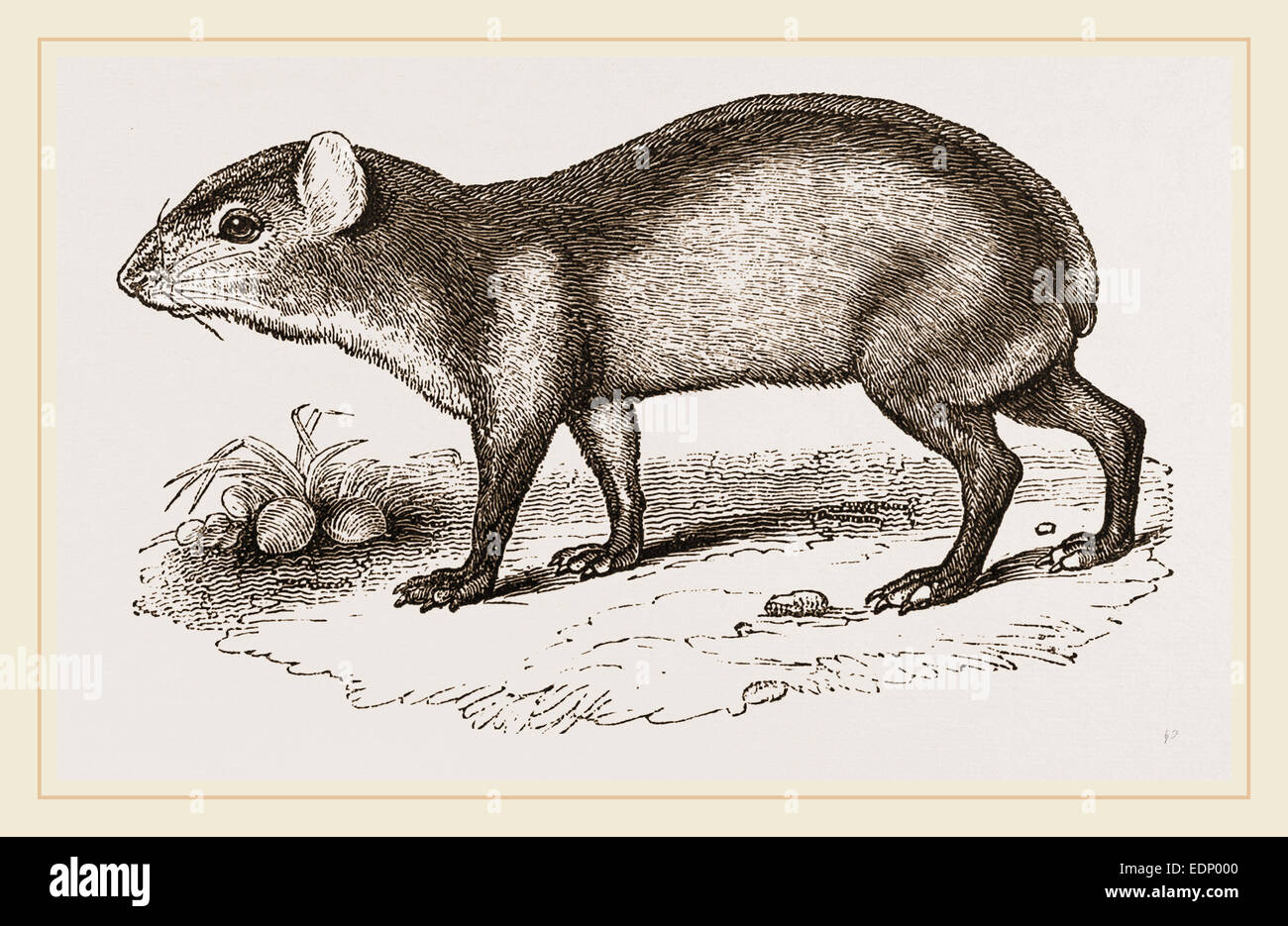 Black agouti hi-res stock photography and images - Alamy