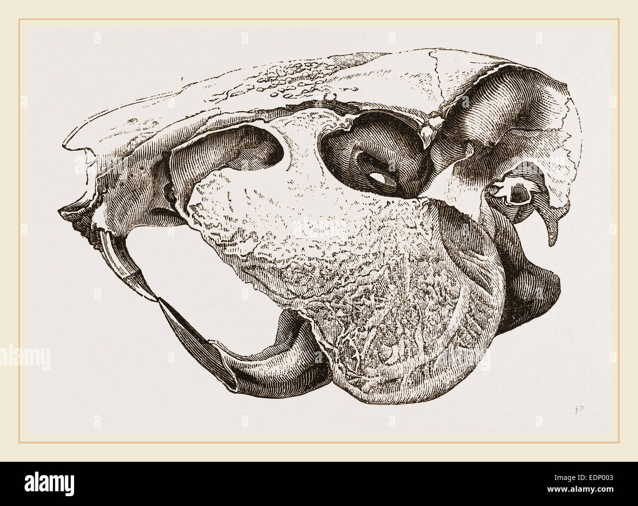 Paca skull hi-res stock photography and images - Alamy