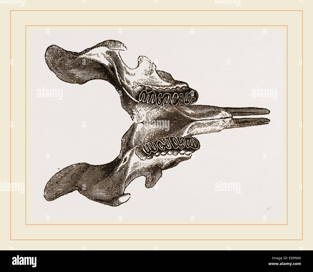 Lower jaw of Paca Stock Photo - Alamy