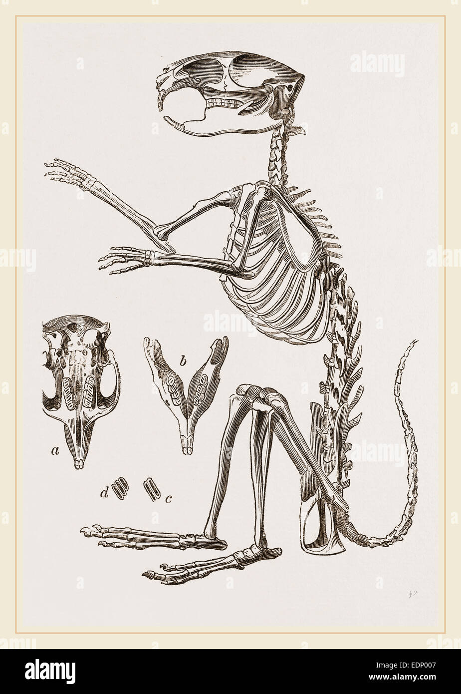 Skeleton of Viscacha Stock Photo - Alamy