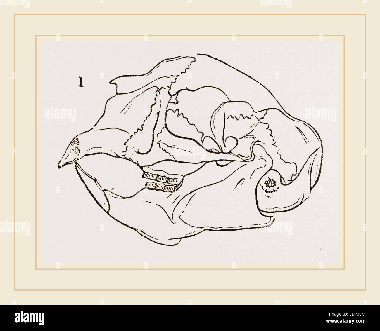 Skull of Acanthion Javanicum Stock Photo - Alamy
