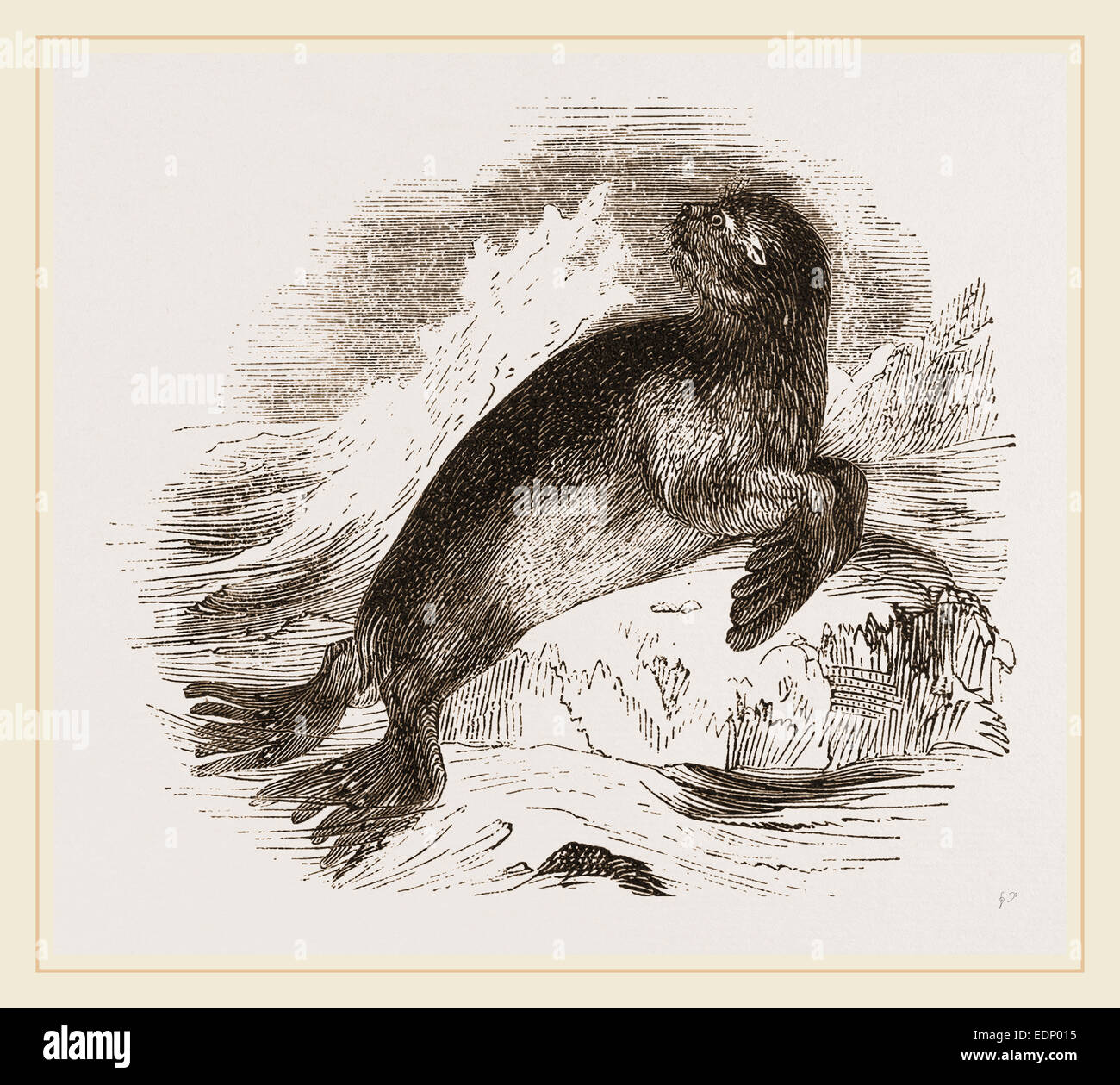 Ursine seal hi-res stock photography and images - Alamy