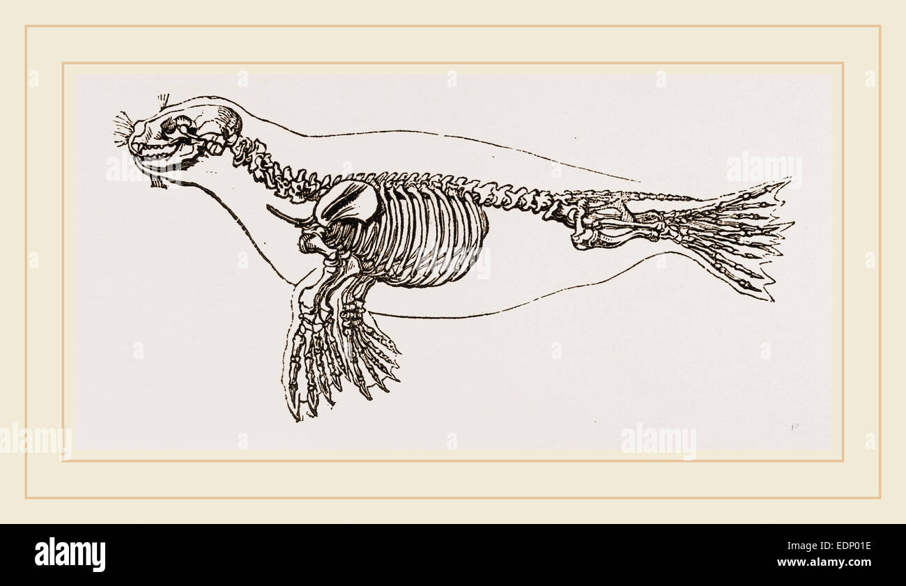 Skeleton of Seal Stock Photo - Alamy