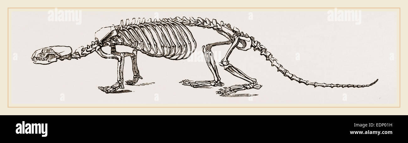 Skeleton of European River-Otter Stock Photo - Alamy