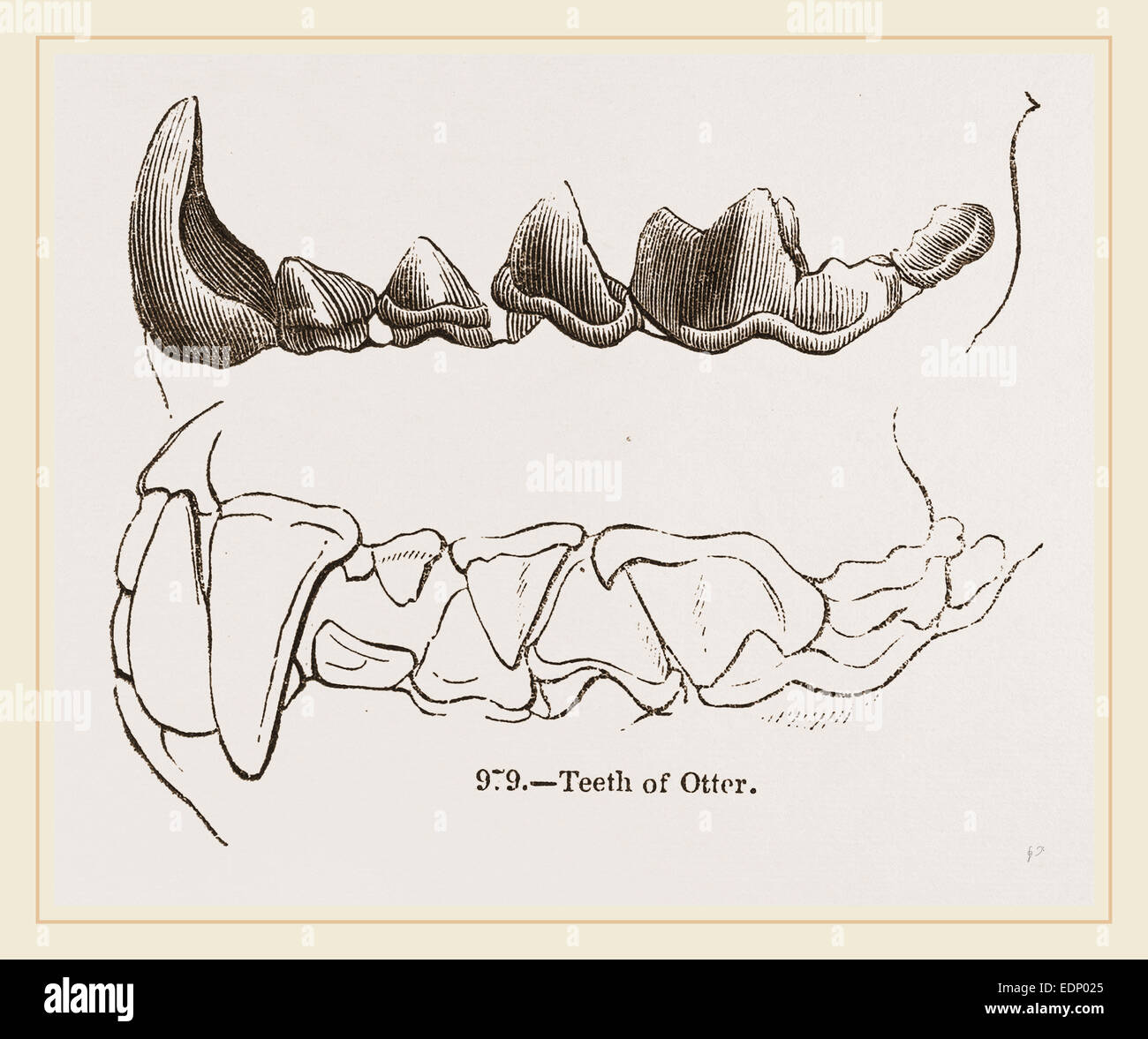 Teeth of Otter Stock Photo - Alamy