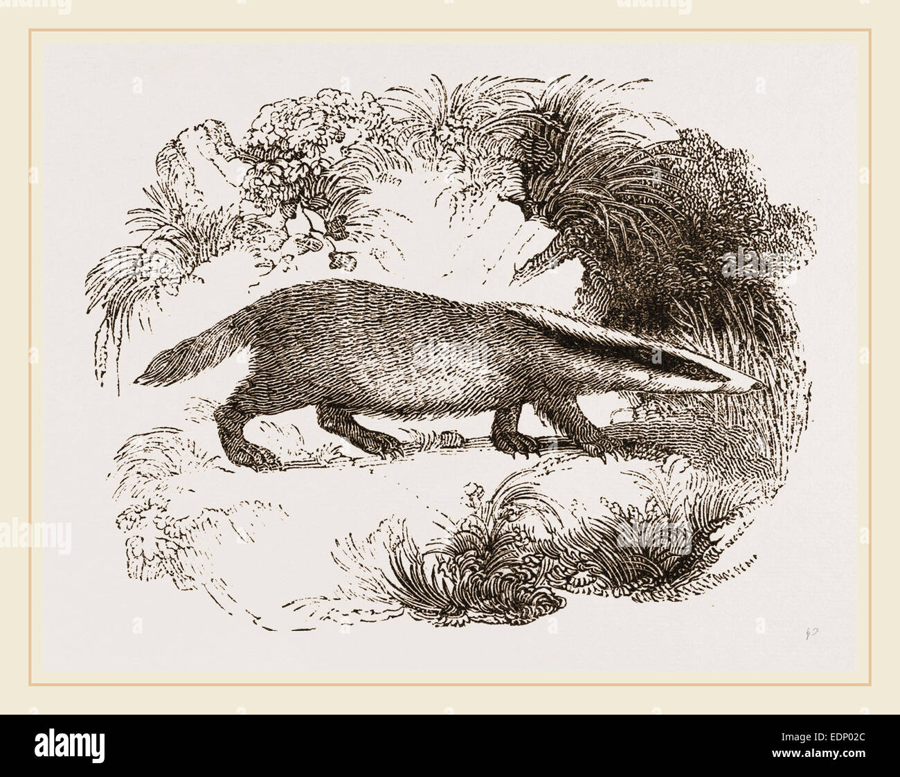 Common badger hi-res stock photography and images - Alamy