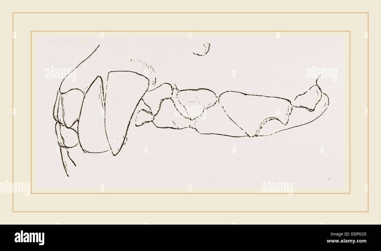 Teeth of Ratel Stock Photo - Alamy