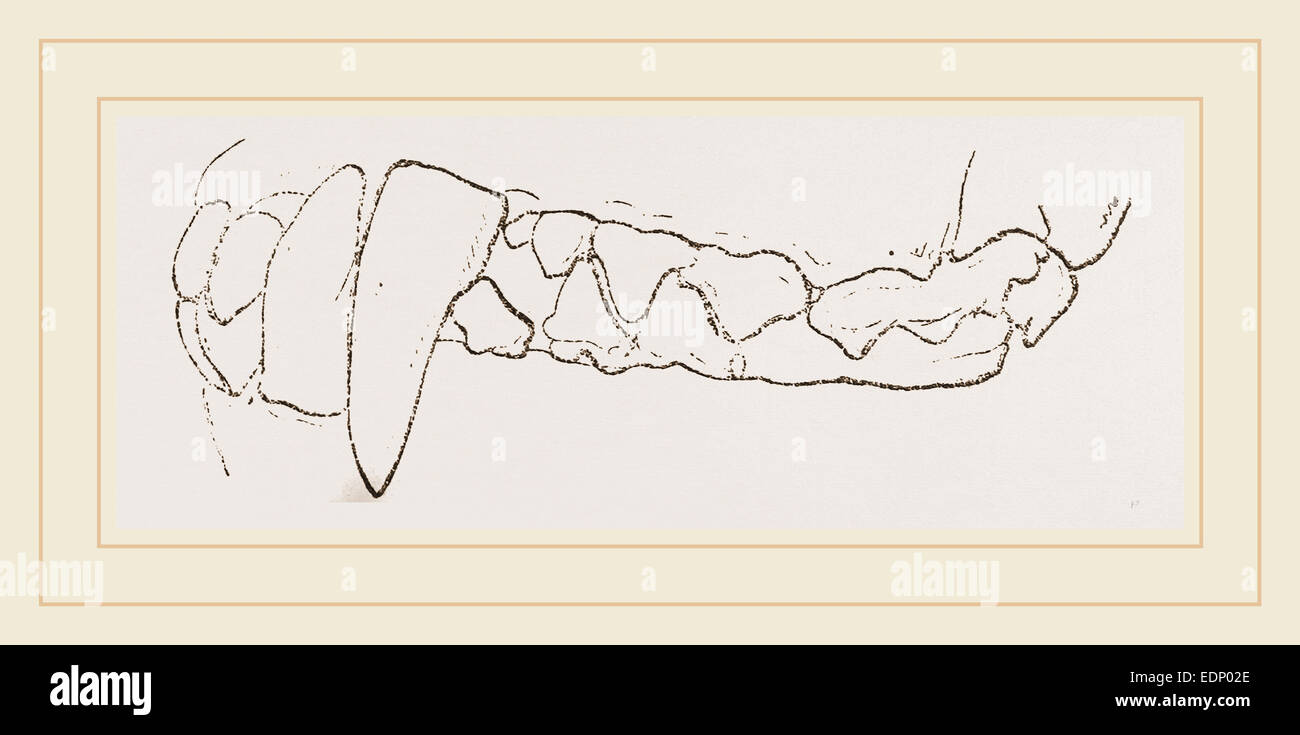 Teeth of Badger Stock Photo - Alamy