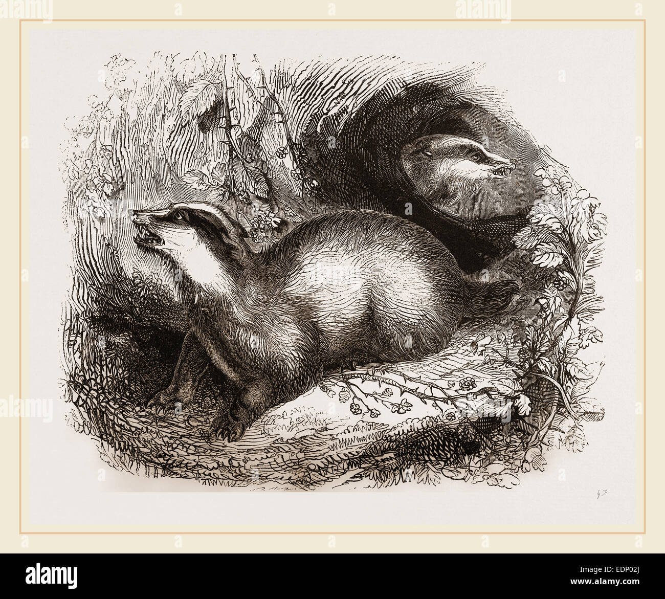 Common badger hi-res stock photography and images - Alamy