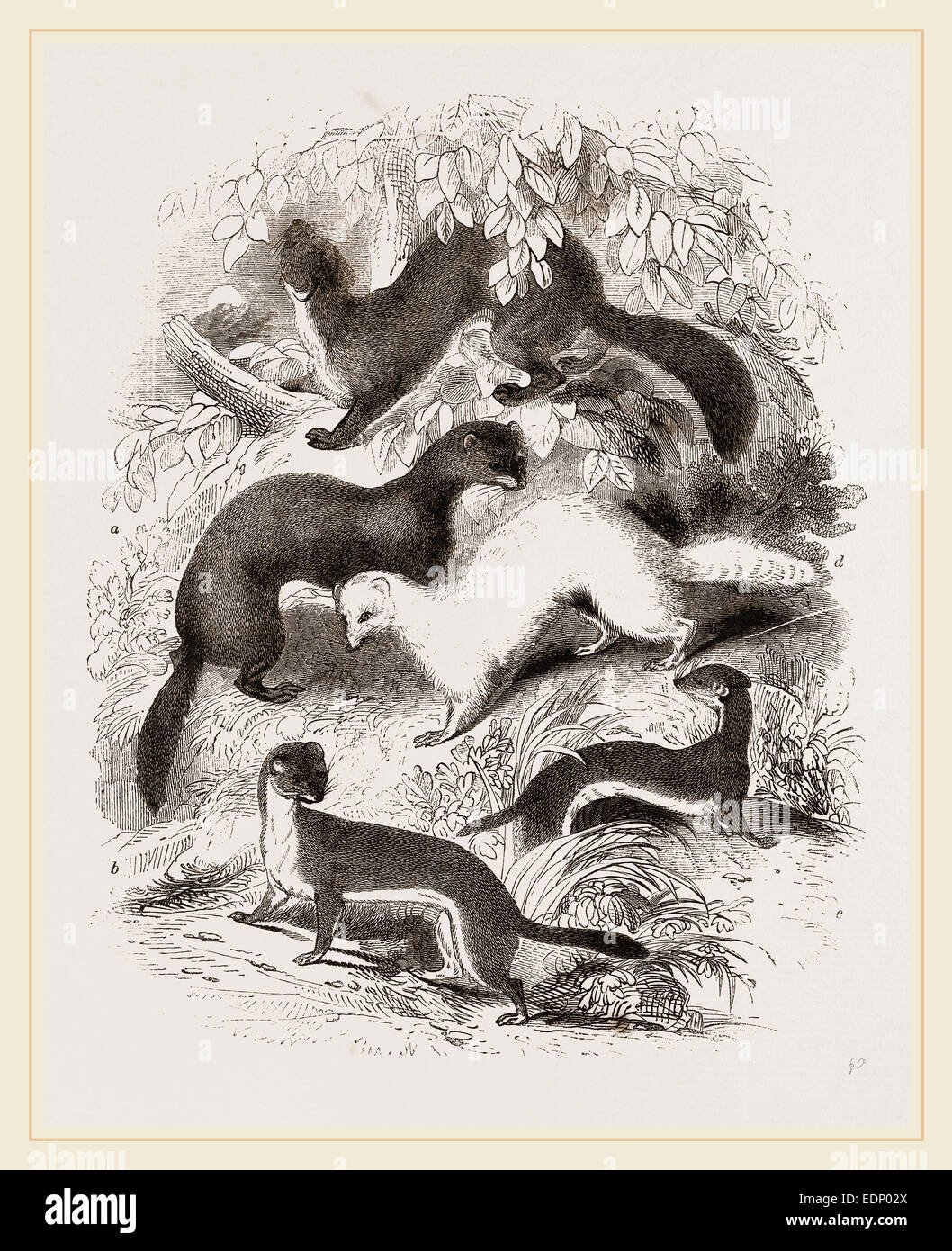 British Mustelidae Weasels Stock Photo - Alamy