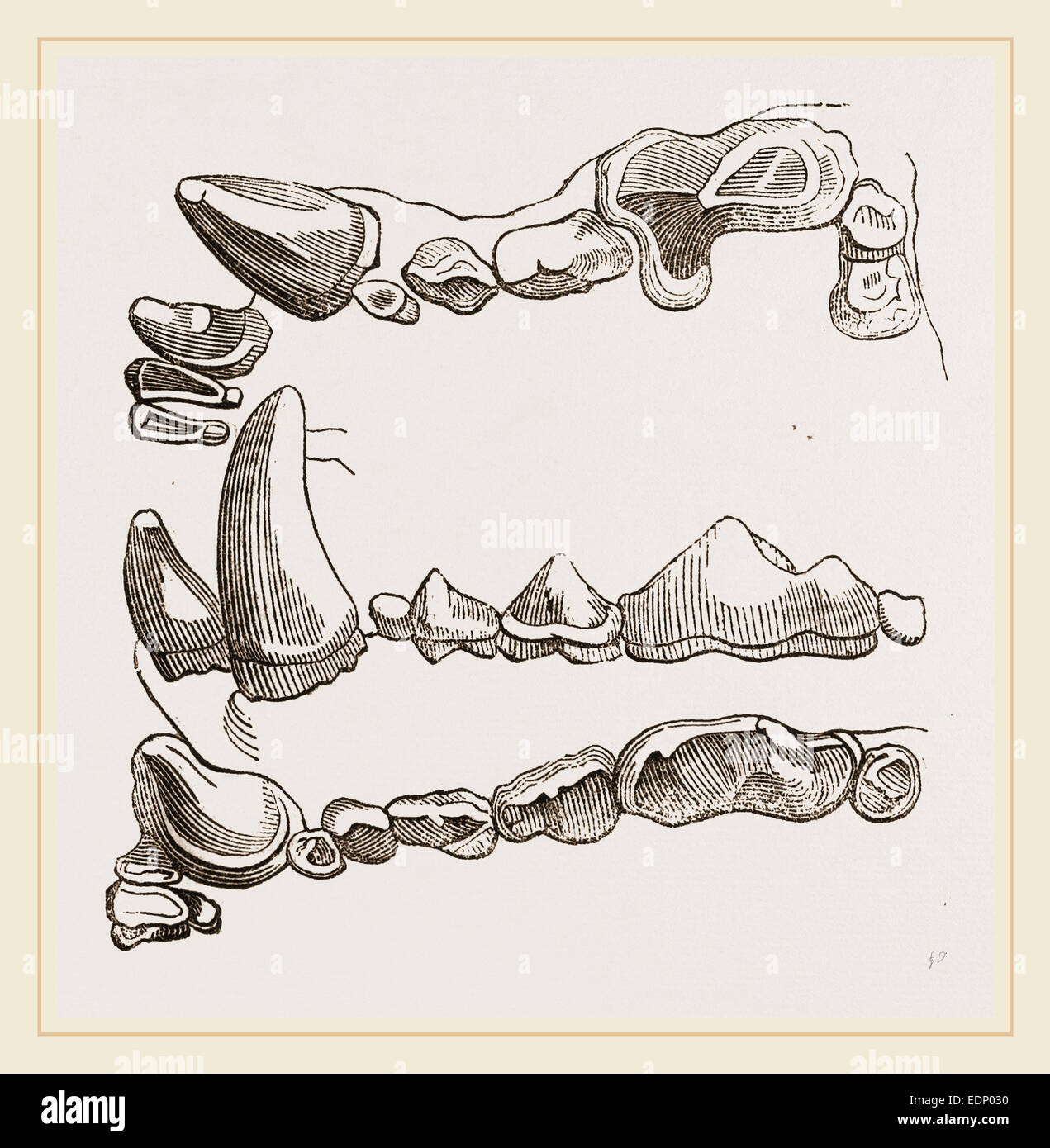 Teeth of Glutton Stock Photo - Alamy