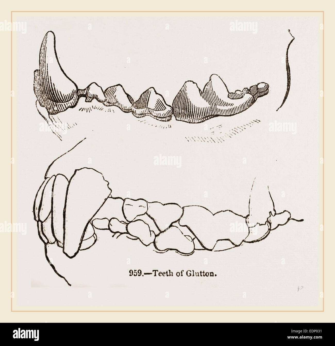 Teeth of Glutton Stock Photo - Alamy