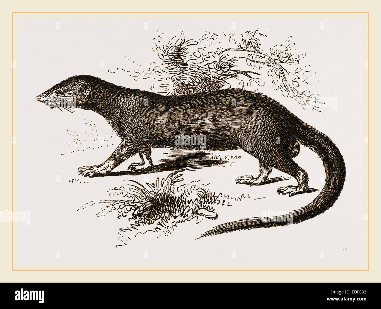 Garangan hi-res stock photography and images - Alamy