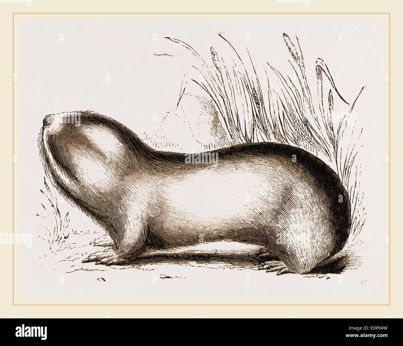 Rat and mole hi-res stock photography and images - Alamy