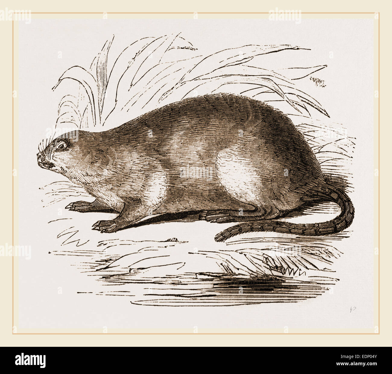 Musquash hi-res stock photography and images - Alamy