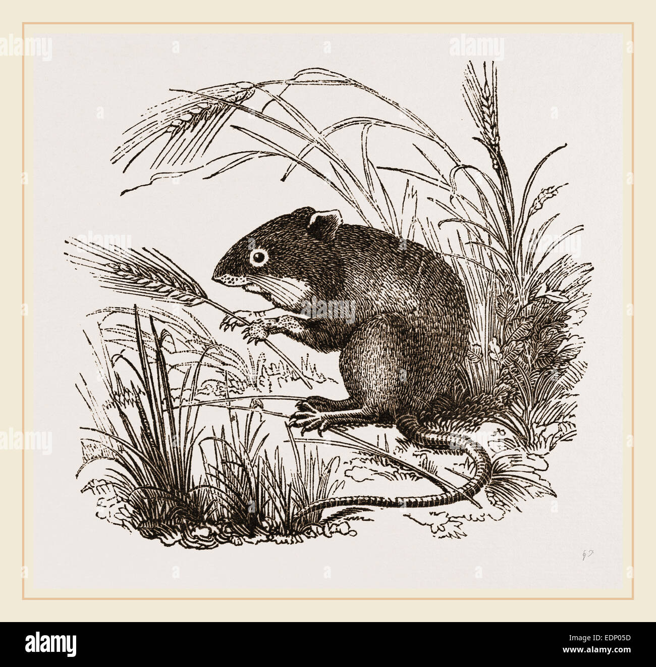 Teeth of Common Mouse Stock Photo - Alamy