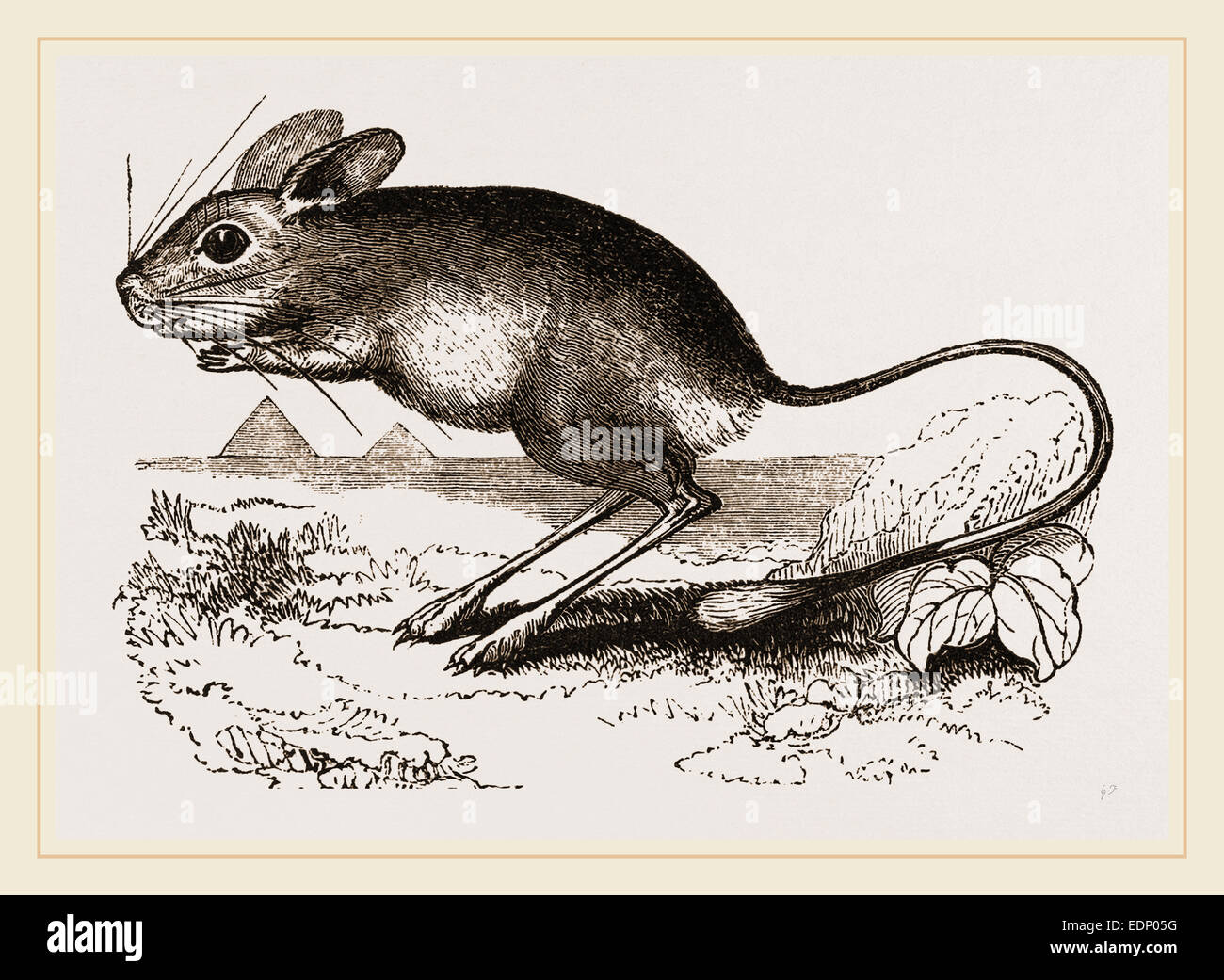 Jerboa egyptian hi-res stock photography and images - Alamy