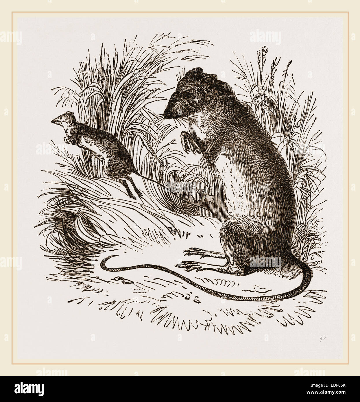 Labrador jumping mouse hi-res stock photography and images - Alamy