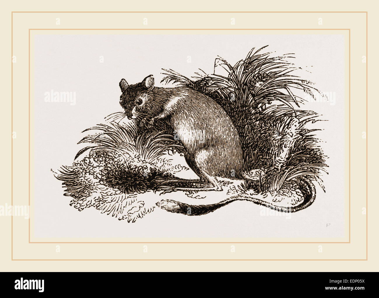 Jerboa egyptian hi-res stock photography and images - Alamy