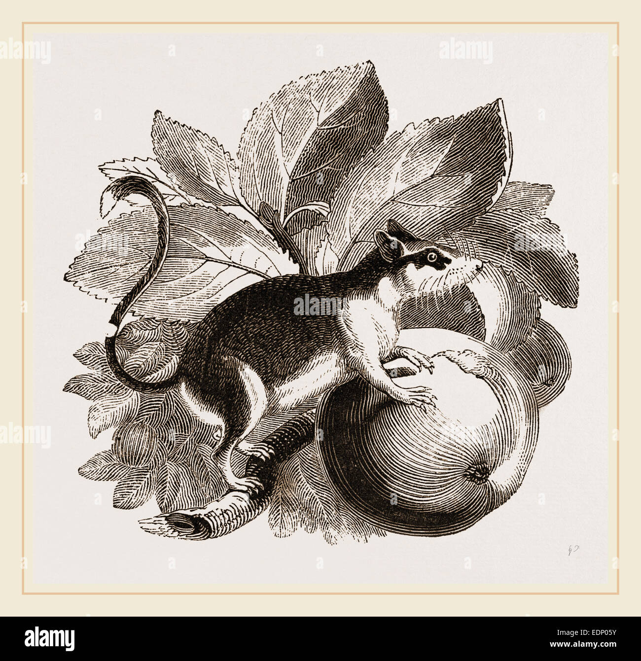 Lerot or Garden Dormouse Stock Photo - Alamy
