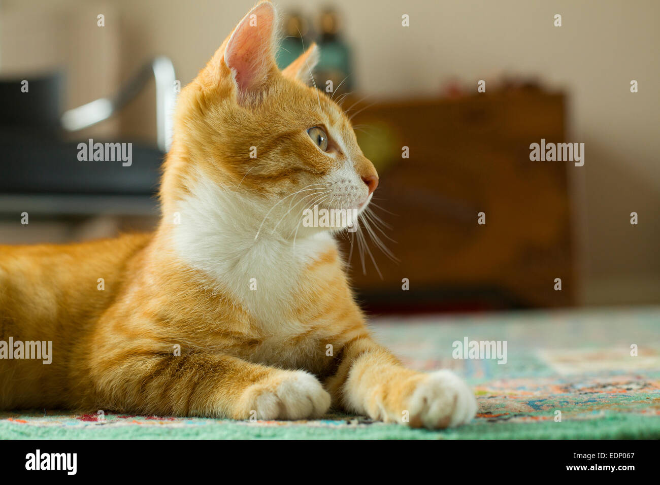 Beautiful profile of a red cat on a rug looking alert Stock Photo - Alamy