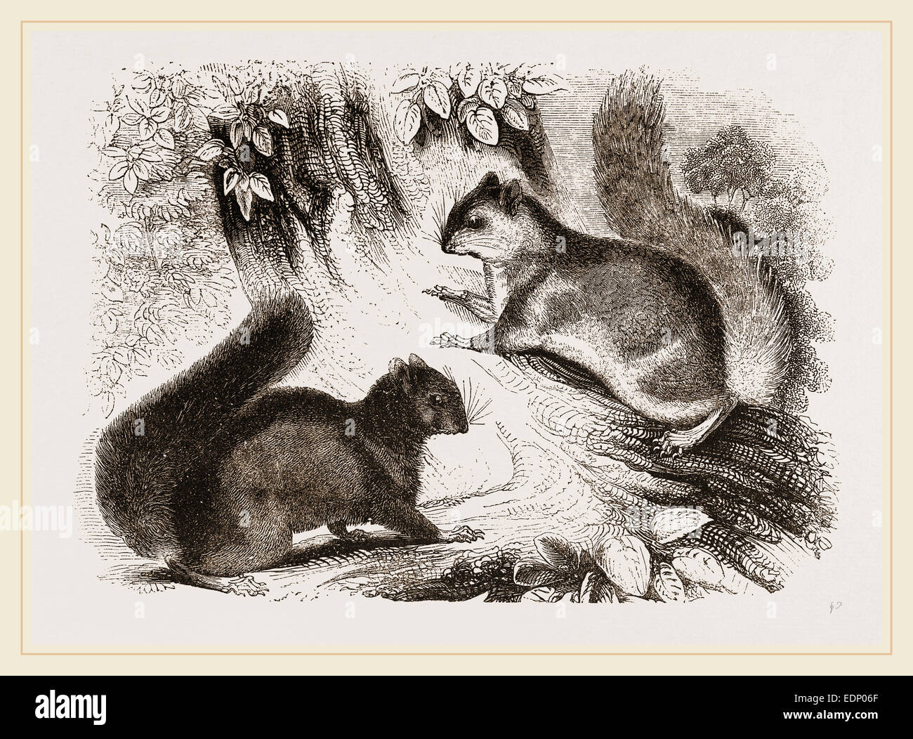 Grey squirrel natural history hi-res stock photography and images - Alamy