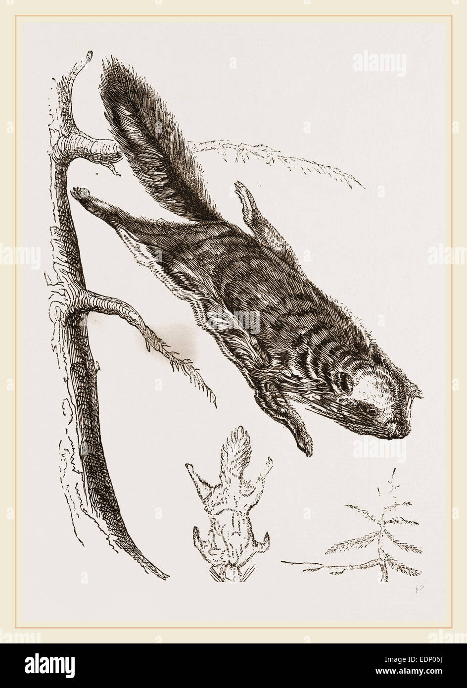 Rocky The Flying Squirrel The End