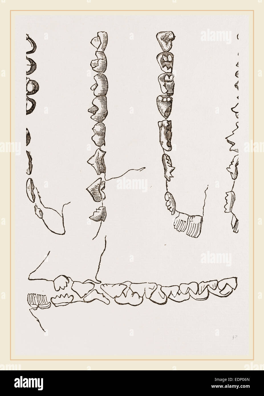 Teeth of Colugo Stock Photo - Alamy