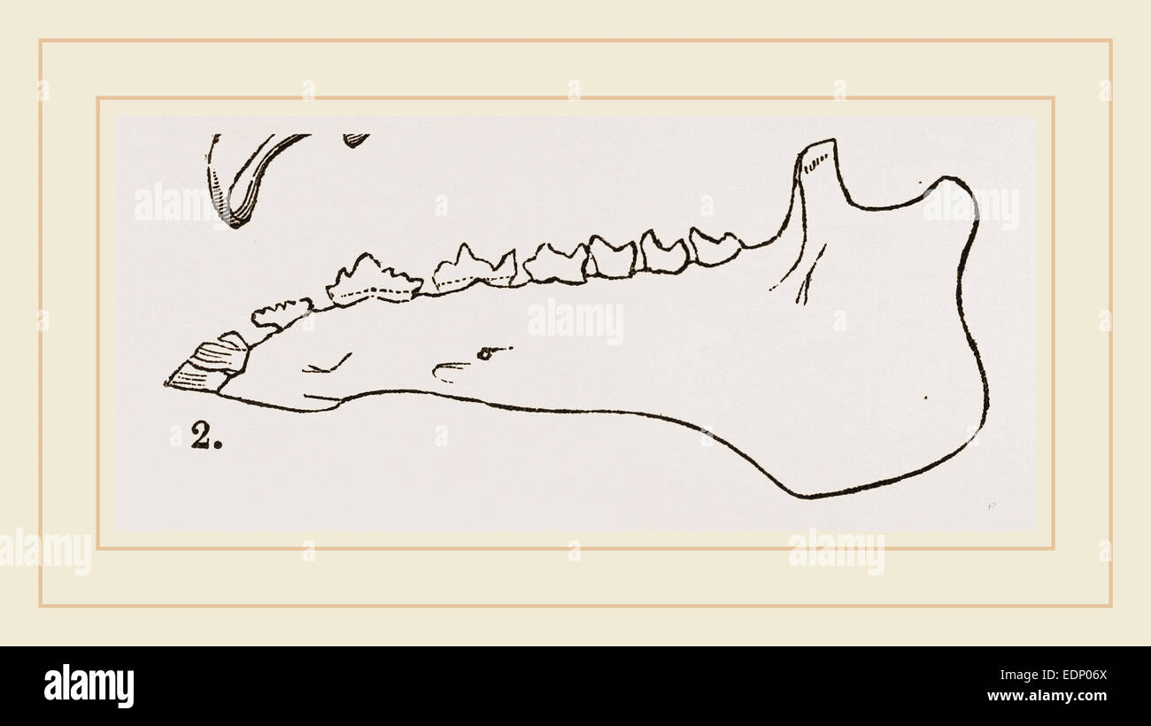 Galeopithecus hi-res stock photography and images - Alamy