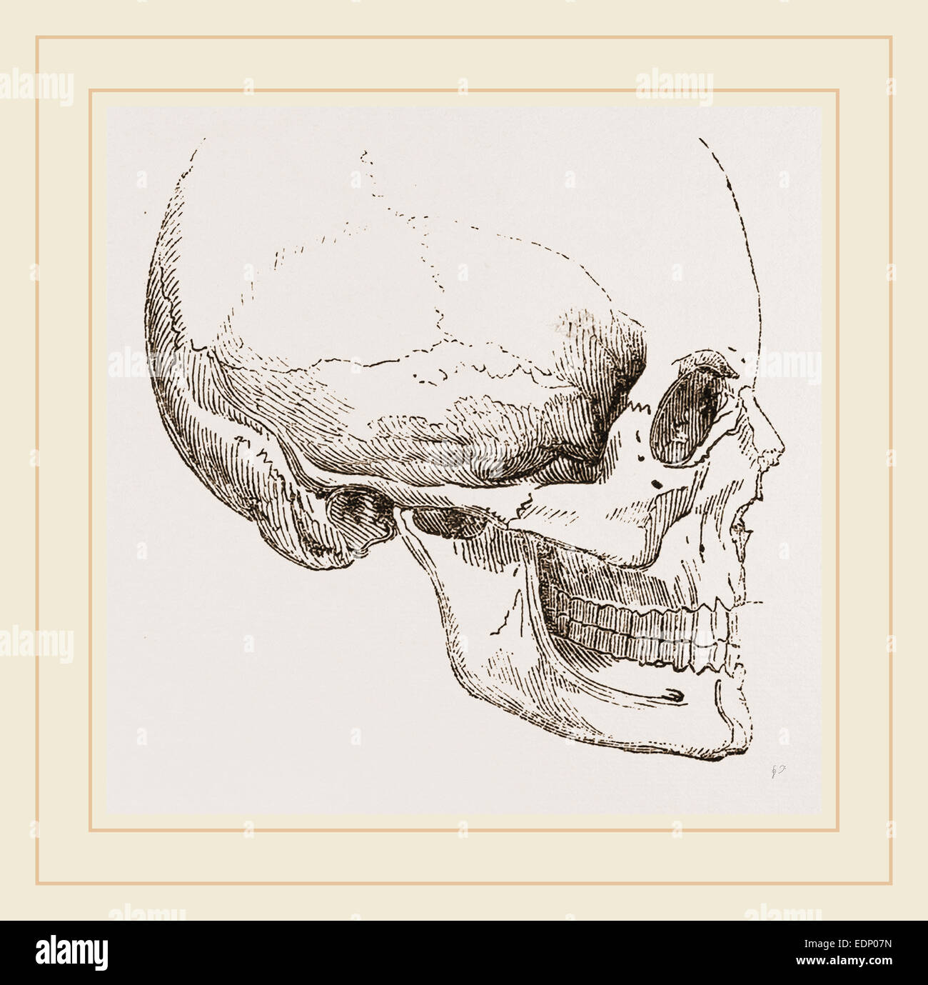 Human biology history hi-res stock photography and images - Alamy