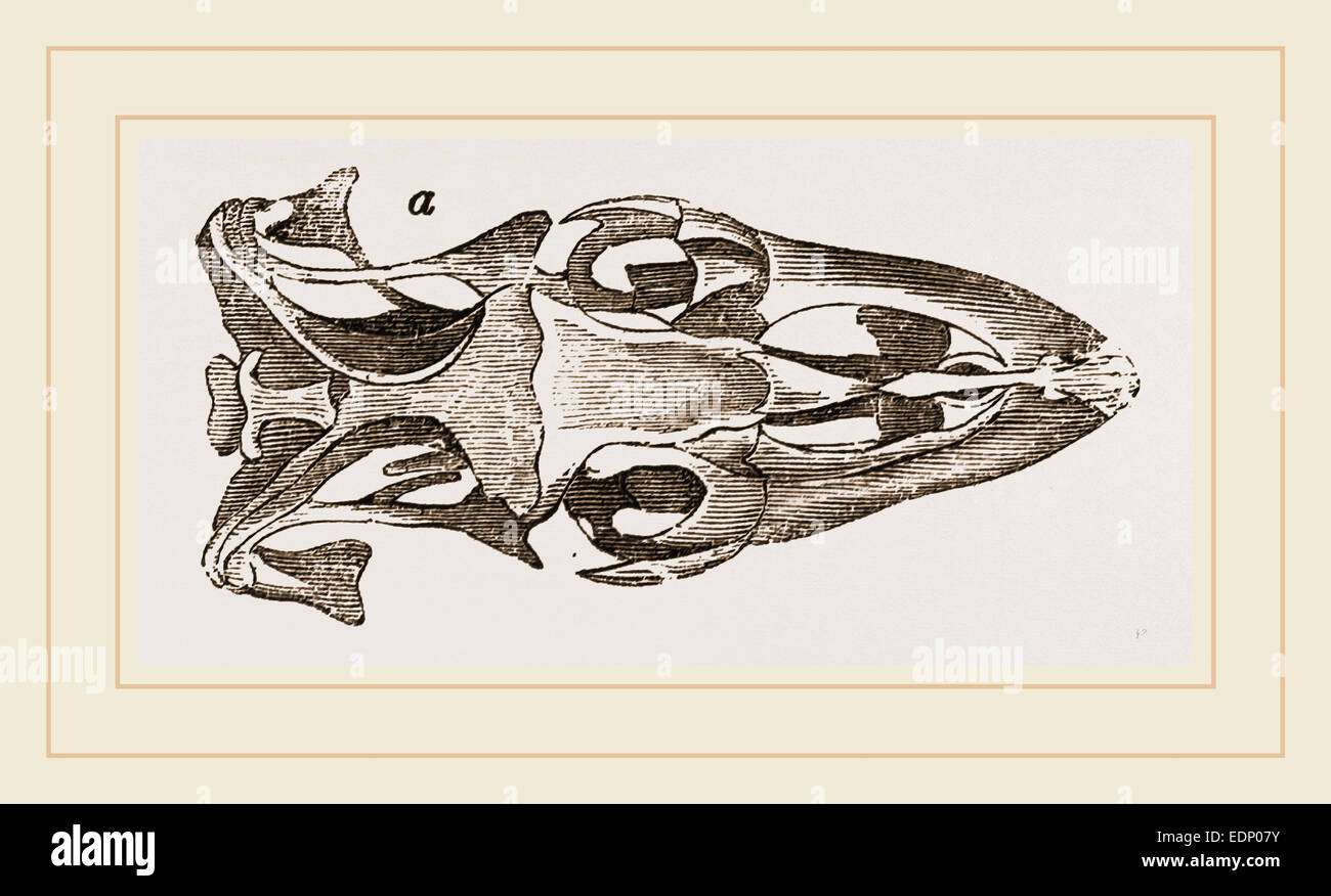 Skull of Varan the Nile Stock Photo - Alamy