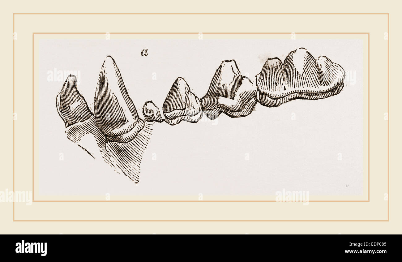 Teeth of Hyena Stock Photo - Alamy