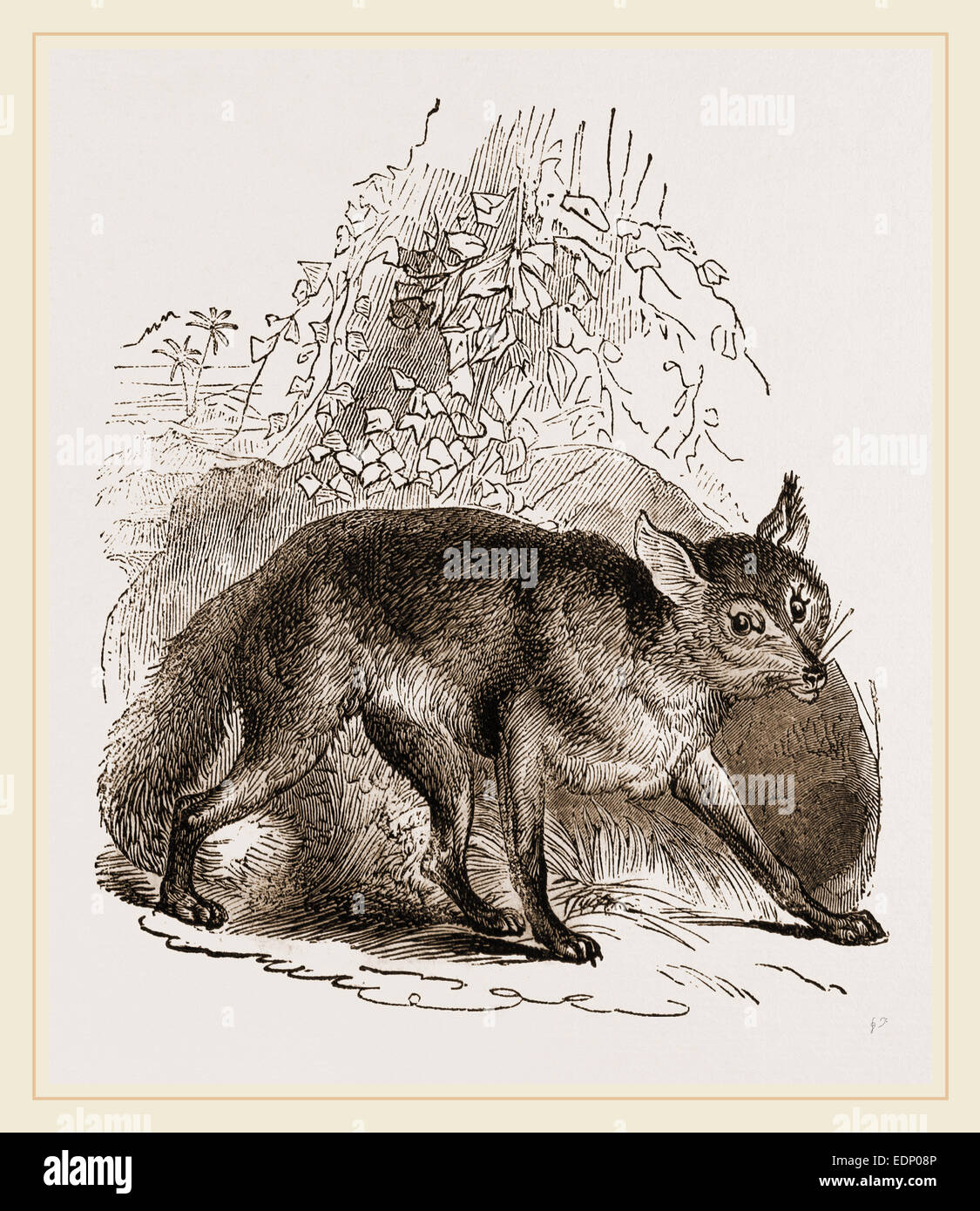 Egyptian Fox High Resolution Stock Photography and Images - Alamy