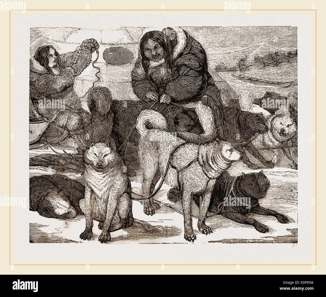 Esquimaux Dogs harnessed to a Sledge Stock Photo - Alamy