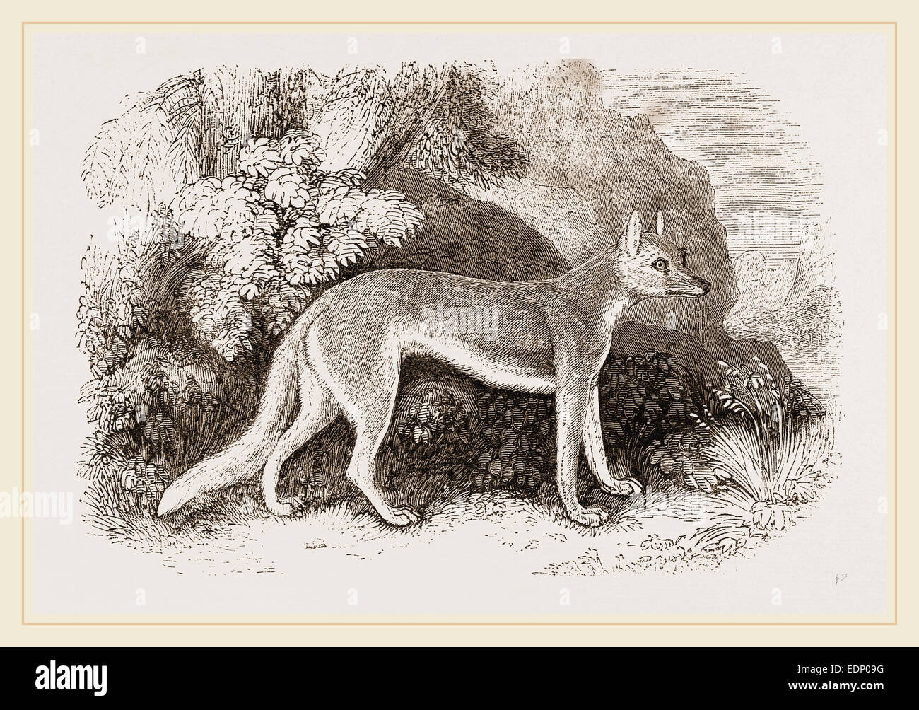 Syrian wolf hi-res stock photography and images - Alamy