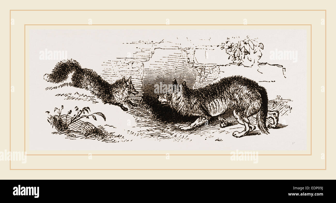 Fox wolf hi-res stock photography and images - Alamy