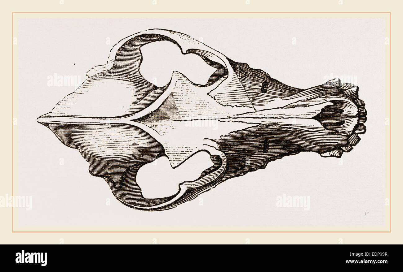 Skull of Canadian Wolf Stock Photo - Alamy