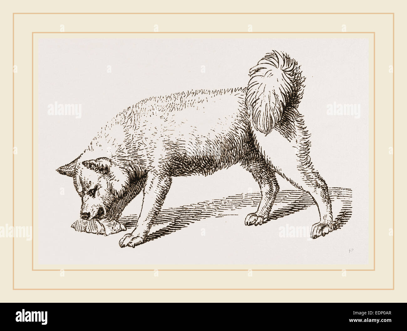 Esquimaux dog hi-res stock photography and images - Alamy
