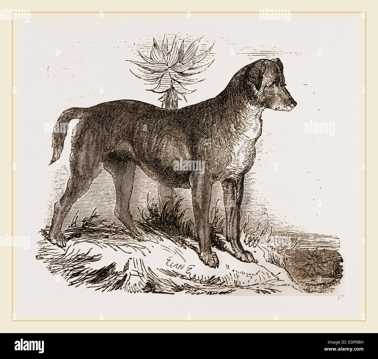 African hound hi-res stock photography and images - Alamy