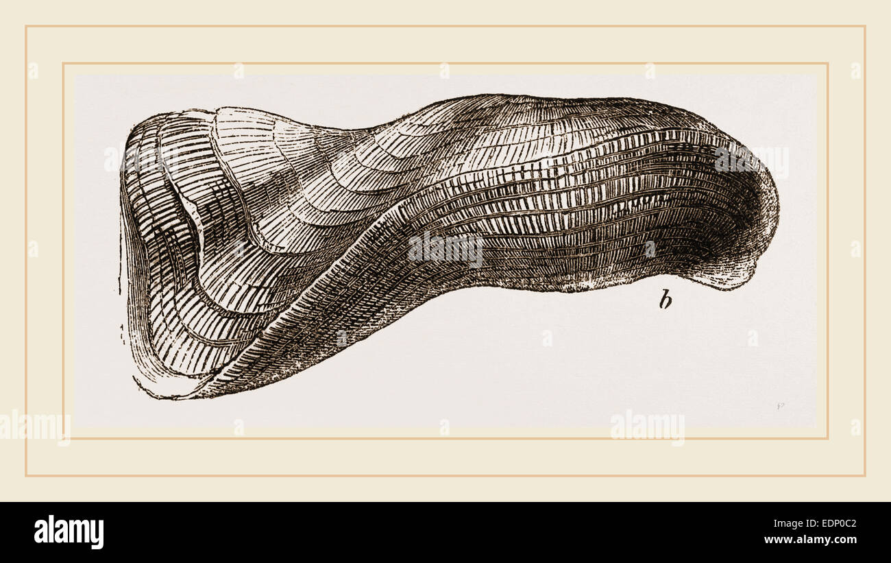 Tortuous ark hi-res stock photography and images - Alamy