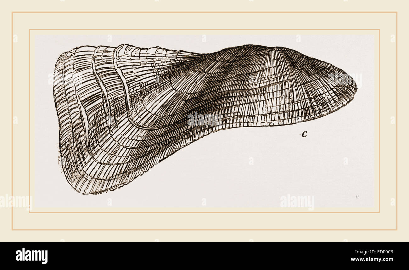 Tortuous ark hi-res stock photography and images - Alamy