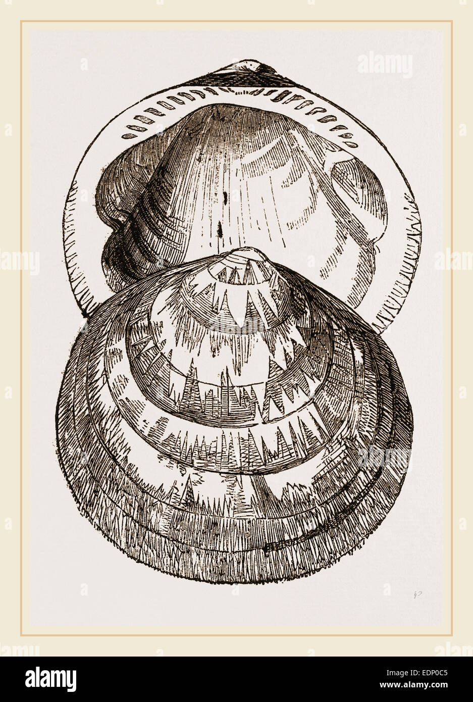 Hairy pectunculus hi-res stock photography and images - Alamy