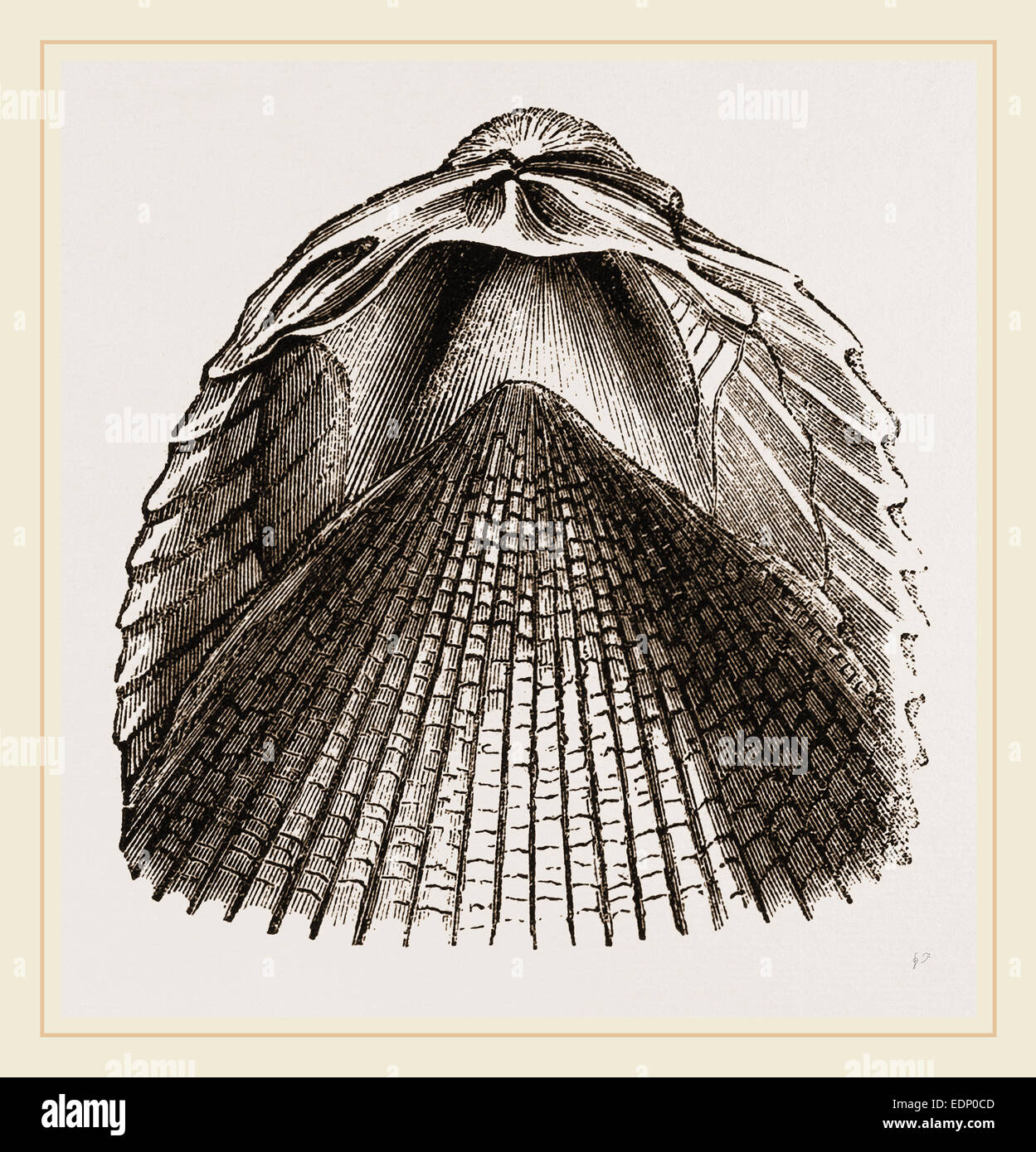 Cardium elongatum hi-res stock photography and images - Alamy