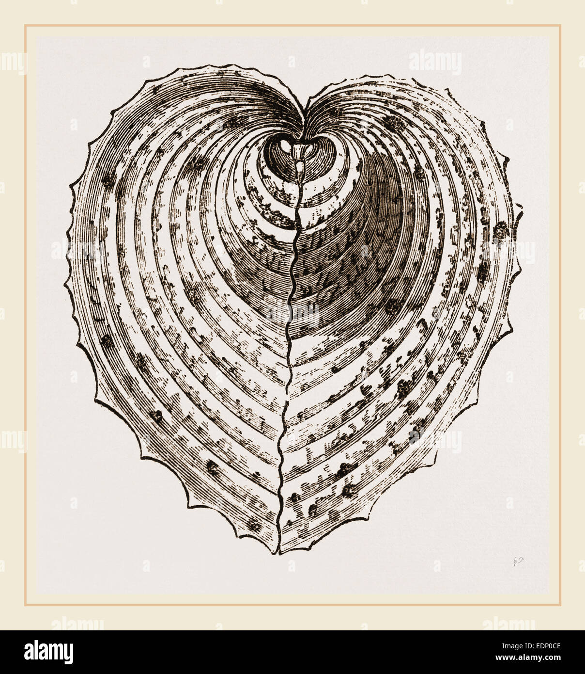 Cardium hi-res stock photography and images - Alamy