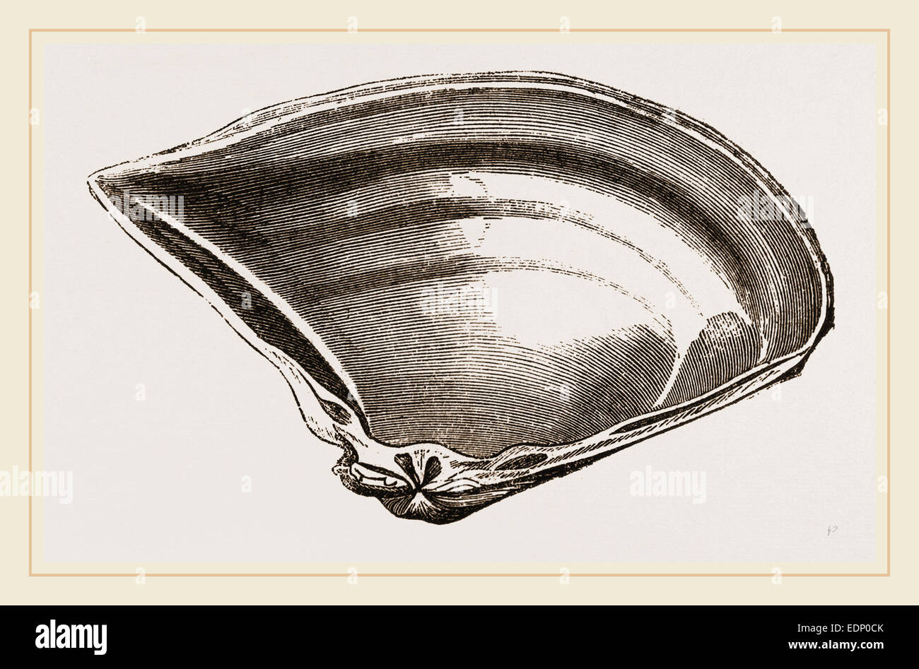 Scortum hi-res stock photography and images - Alamy