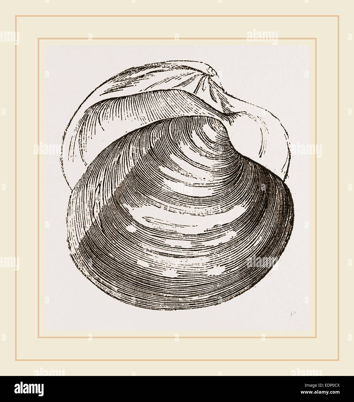 Common cyprina hi-res stock photography and images - Alamy