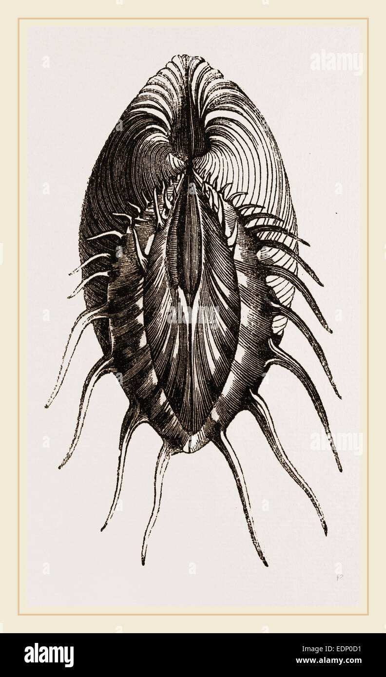 Spined cytherea hi-res stock photography and images - Alamy