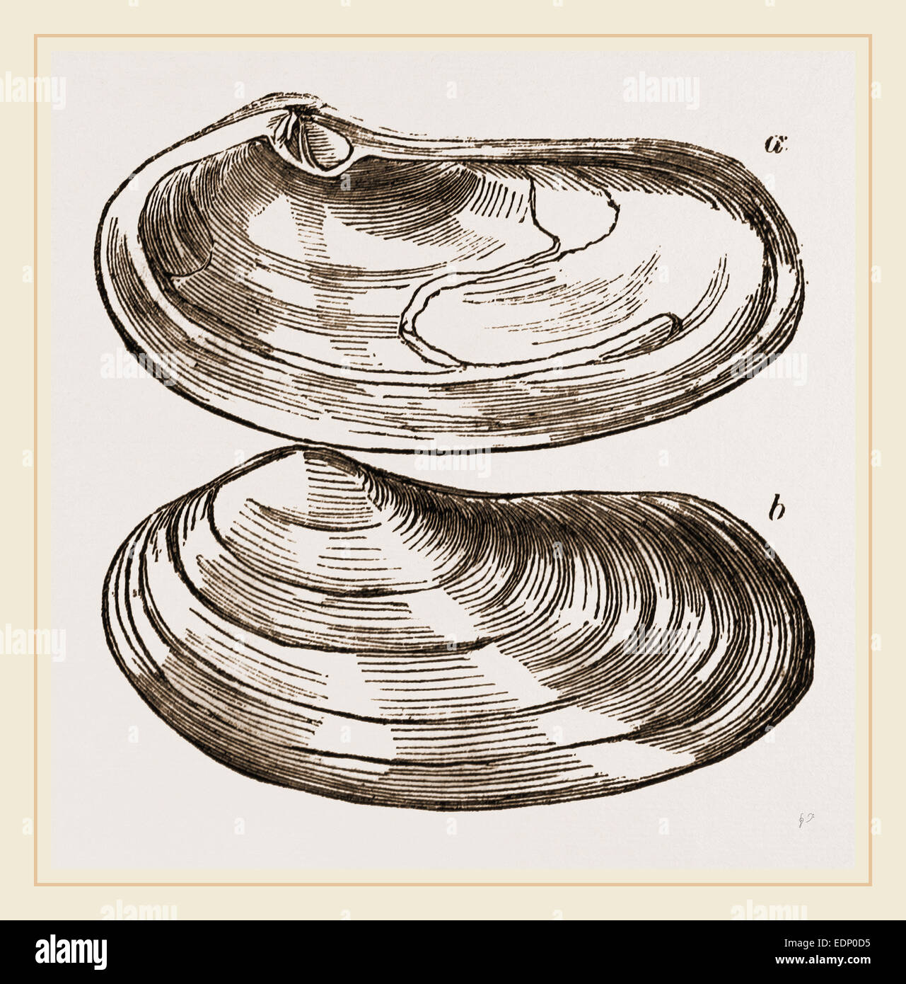 Solen like lutraria hi-res stock photography and images - Alamy