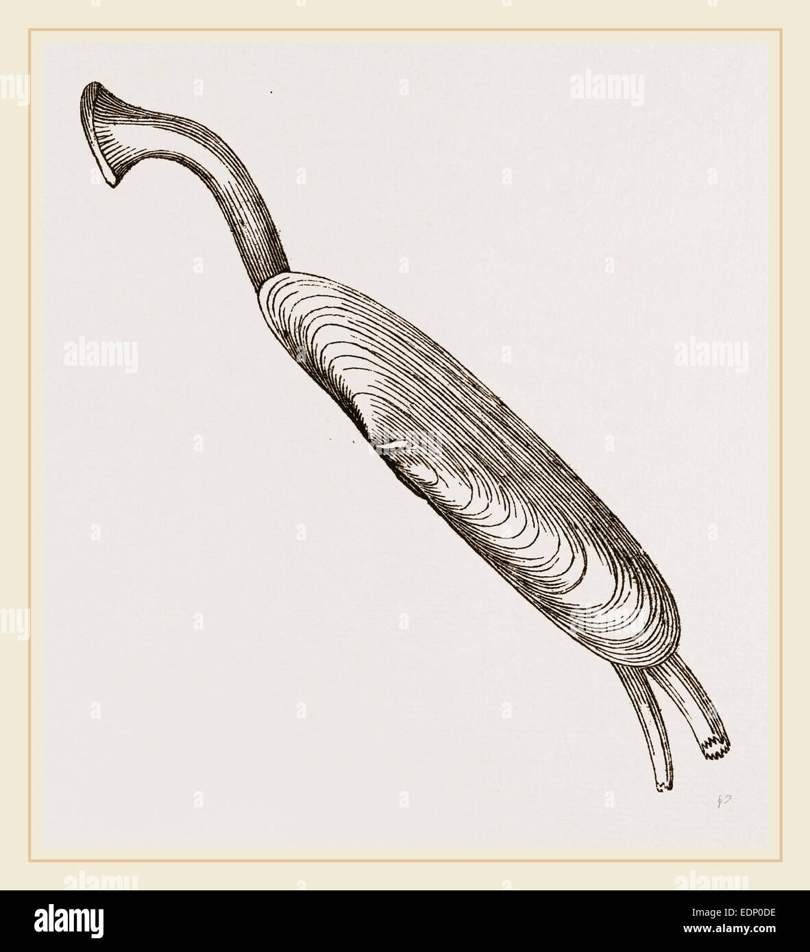 Solen legumen hi-res stock photography and images - Alamy